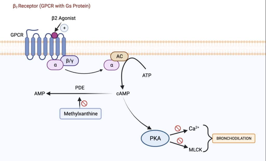 Understanding Beta-Agonists: A Complete Overview for Patients and ... Understanding Beta-Agonists: A Complete Overview for Patients and ...