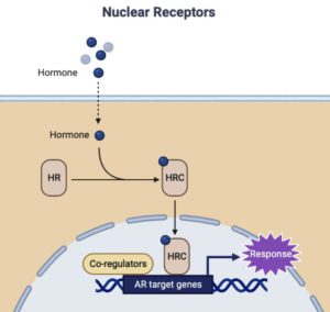 Pharmacodynamics | Pharmacology Mentor