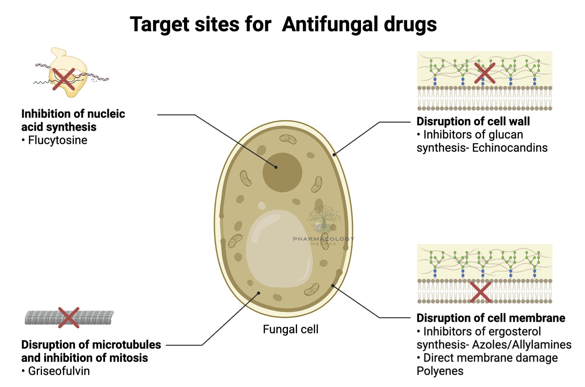 Antimicrobial Drugs: All classes | Pharmacology Mentor