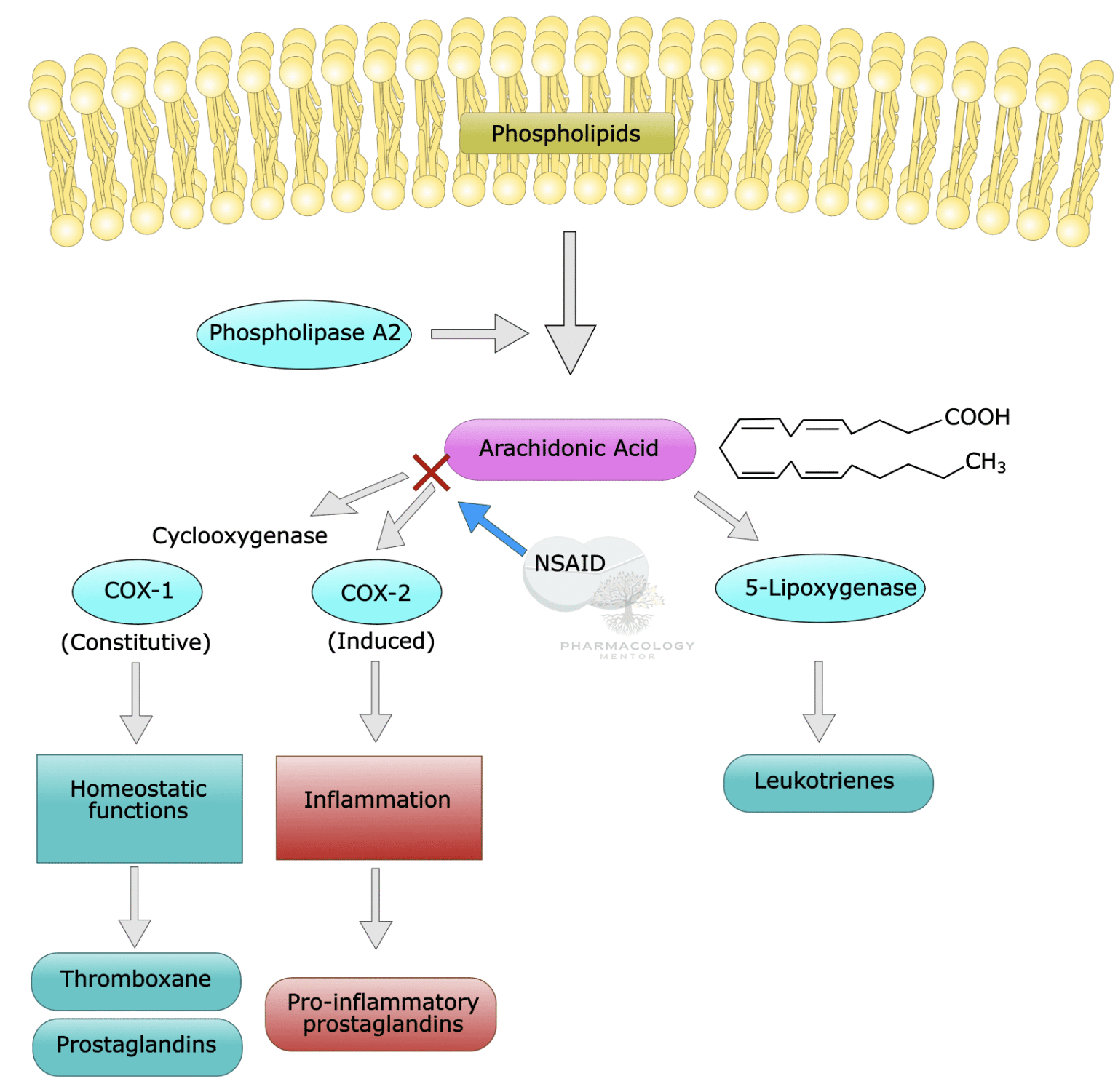 Non-Steroidal Anti-Inflammatory Drugs (NSAIDs) | Pharmacology Mentor