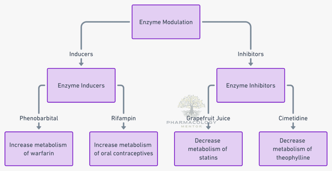 Enzyme inducers | Pharmacology Mentor