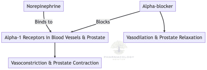 Pharmacology of Alpha-Blockers | Pharmacology Mentor