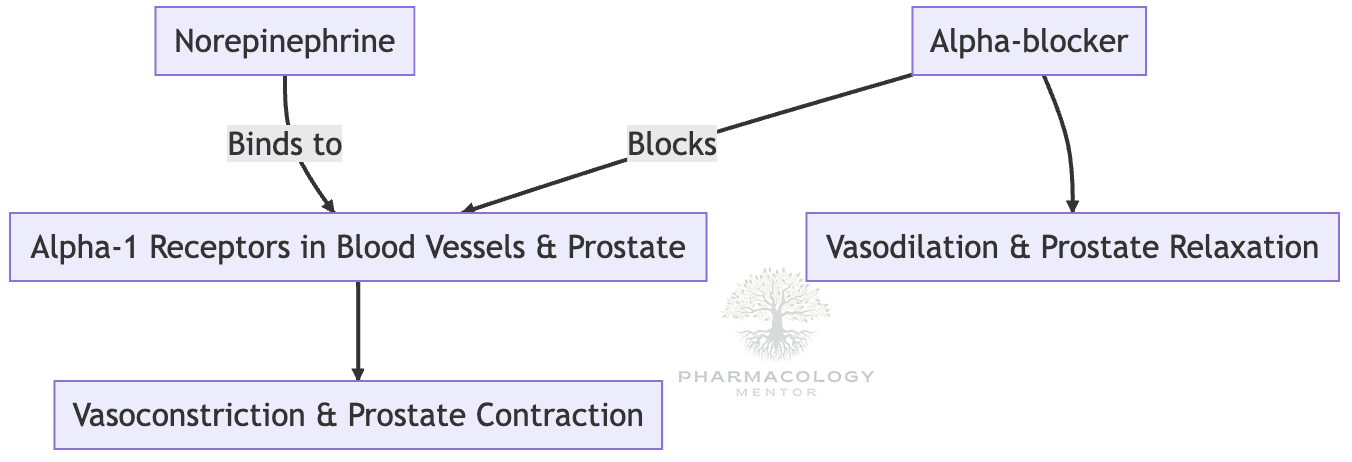 Pharmacology of Alpha-Blockers | Pharmacology Mentor