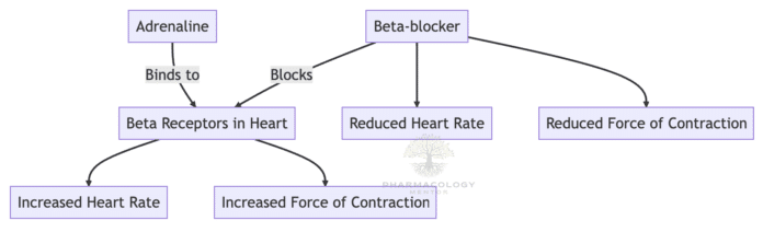 Pharmacology of Beta-Blockers | Pharmacology Mentor