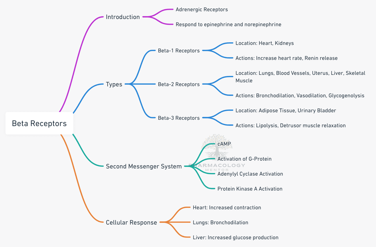 Beta Receptors: A Complete Overview | Pharmacology Mentor