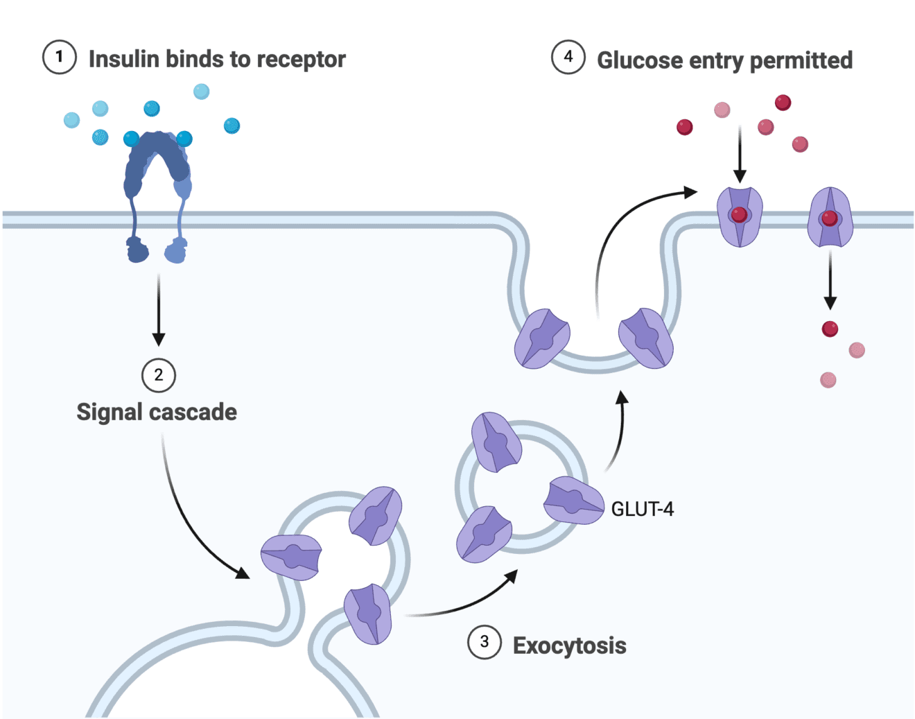 Insulin : A Comprehensive Guide | Pharmacology Mentor