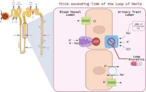 Pharmacology of Loop Diuretics | Pharmacology Mentor
