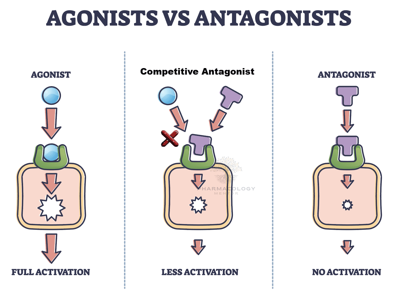 Drug-Receptor Interactions | Pharmacology Mentor