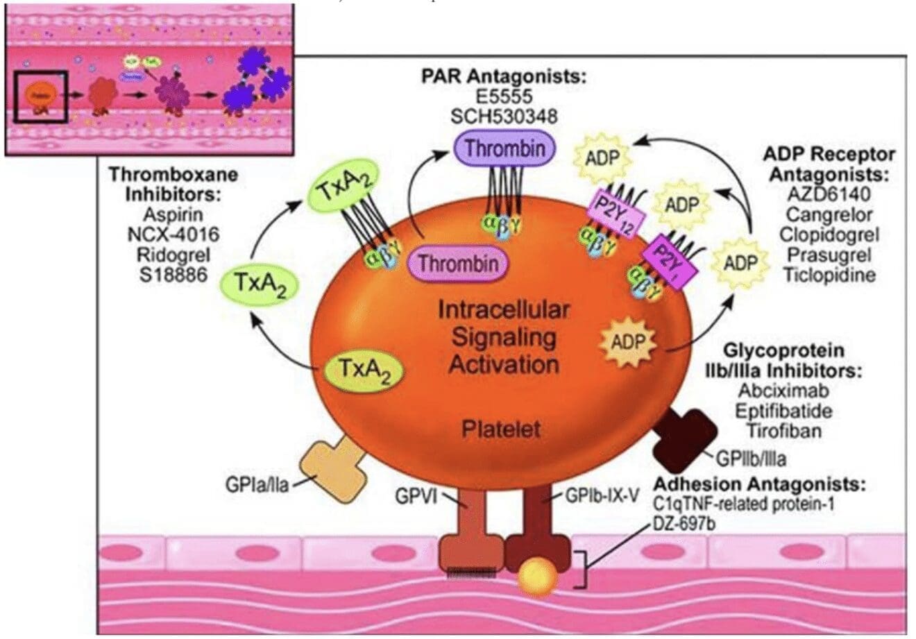 Adenosine Diphosphate Rec. Inhibitors | Pharmacology Mentor