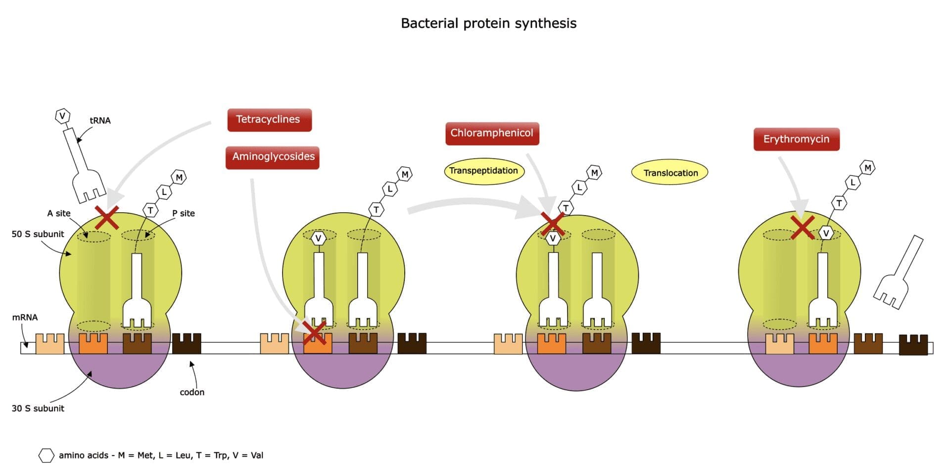 Pharmacology of Macrolides | Pharmacology Mentor