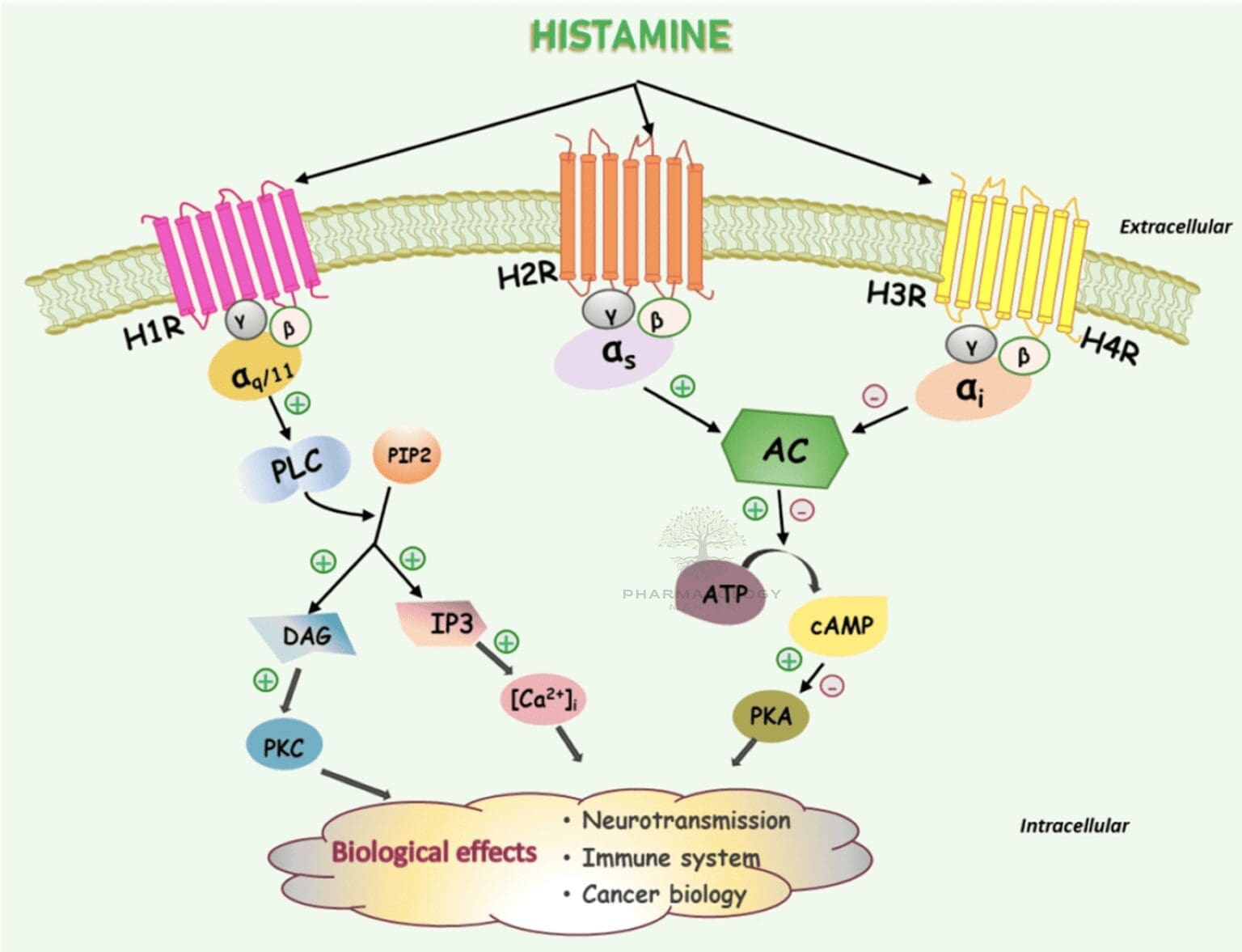 Histamine and Antihistamines | Pharmacology Mentor