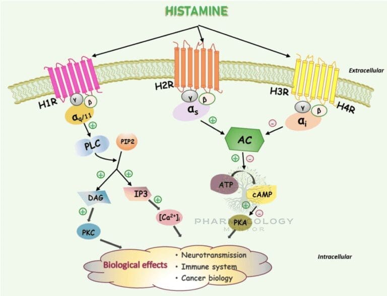 Histamine and Antihistamines | Pharmacology Mentor