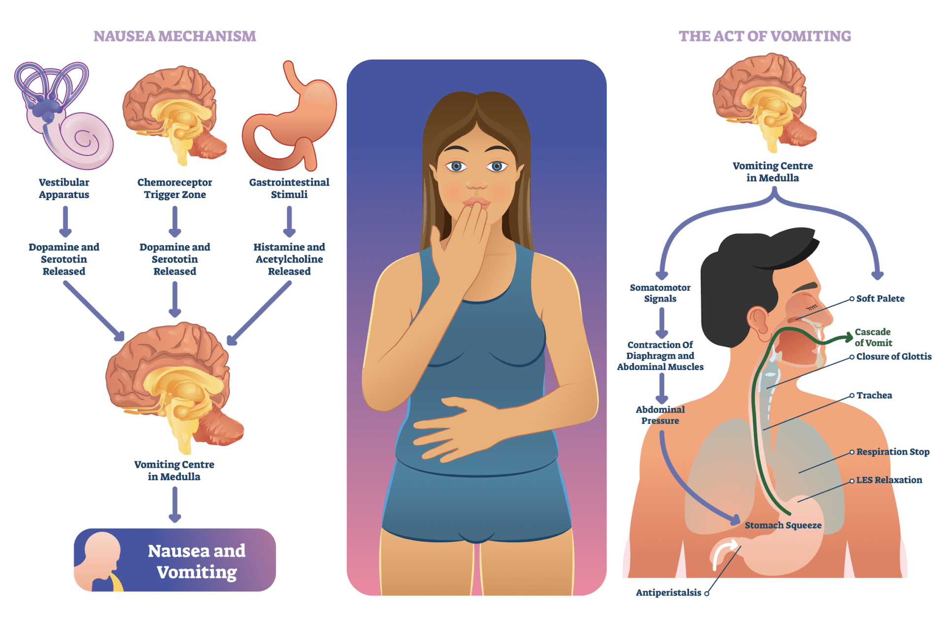 The Vomiting Center and CTZ | Pharmacology Mentor