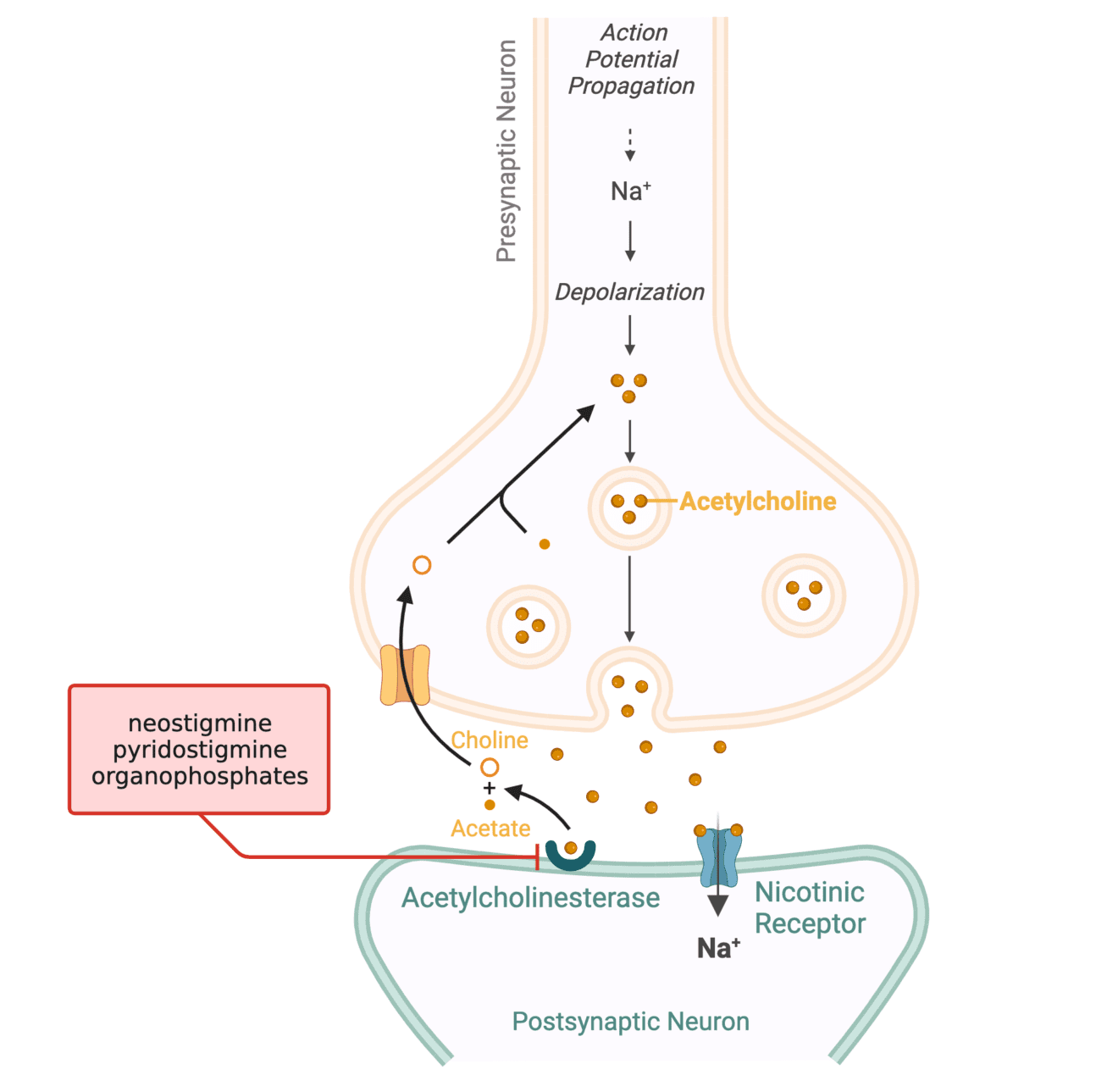 Cholinomimetic Drugs | Pharmacology Mentor