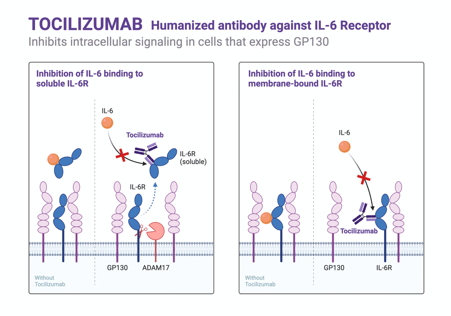 Tocilizumab: IL-6 Receptor Inhibitor | Pharmacology Mentor