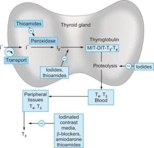 Pharmacology of Thionamides | Pharmacology Mentor