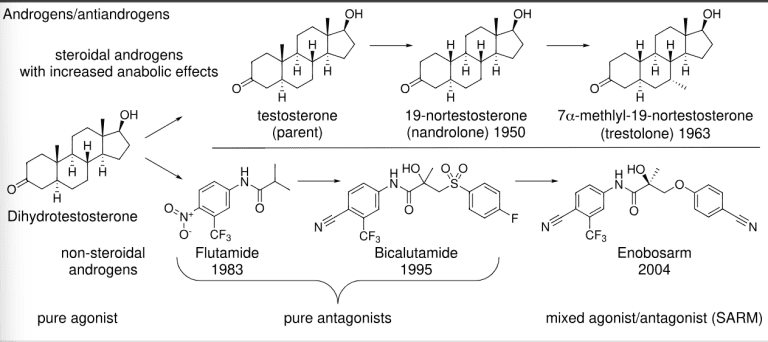 Pharmacology of Androgens | Pharmacology Mentor
