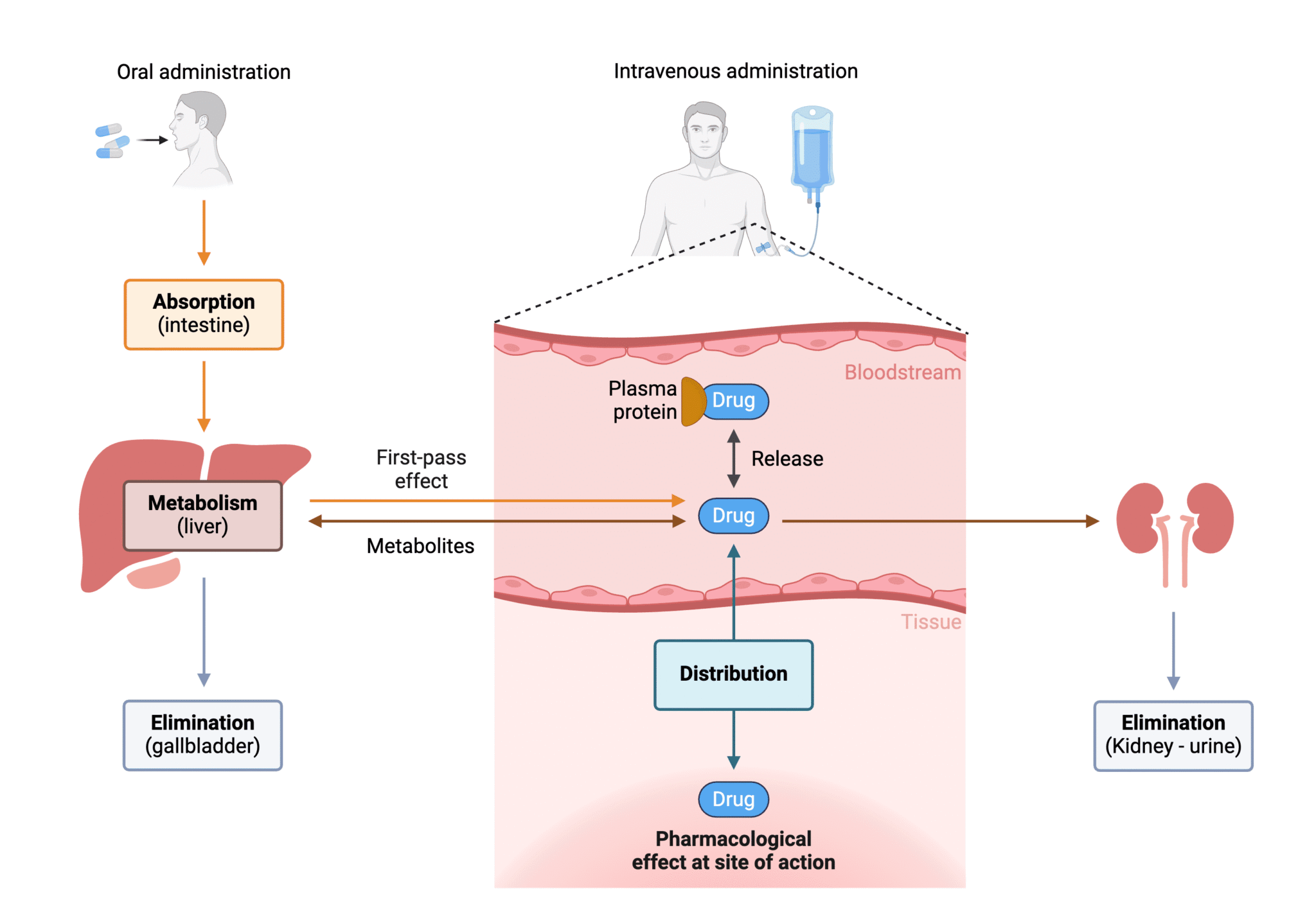 Pharmacokinetics (ADME) | Pharmacology Mentor